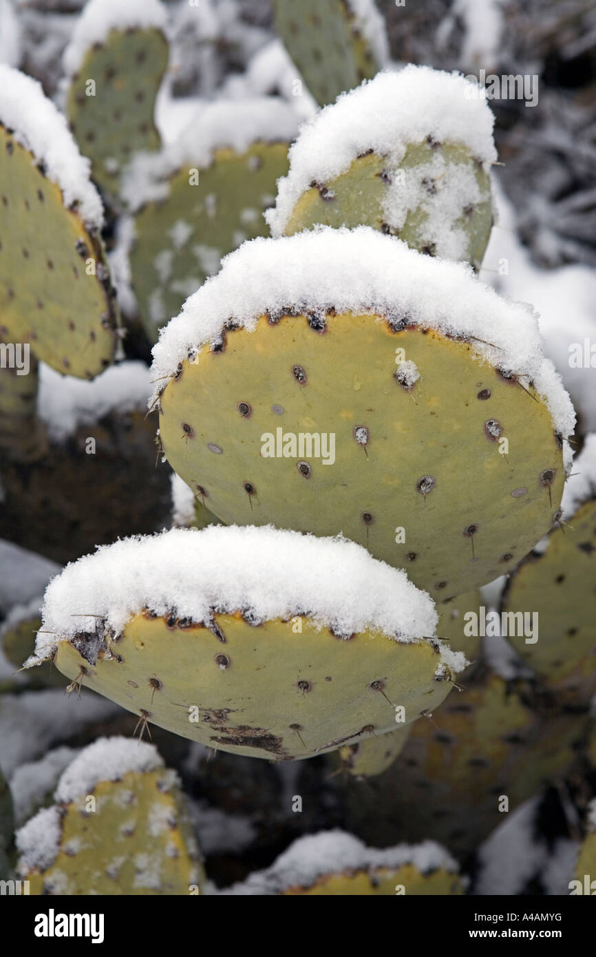 Prickly pear cactus in the snow in the Chihuanhuan Desert of New Mexico ...