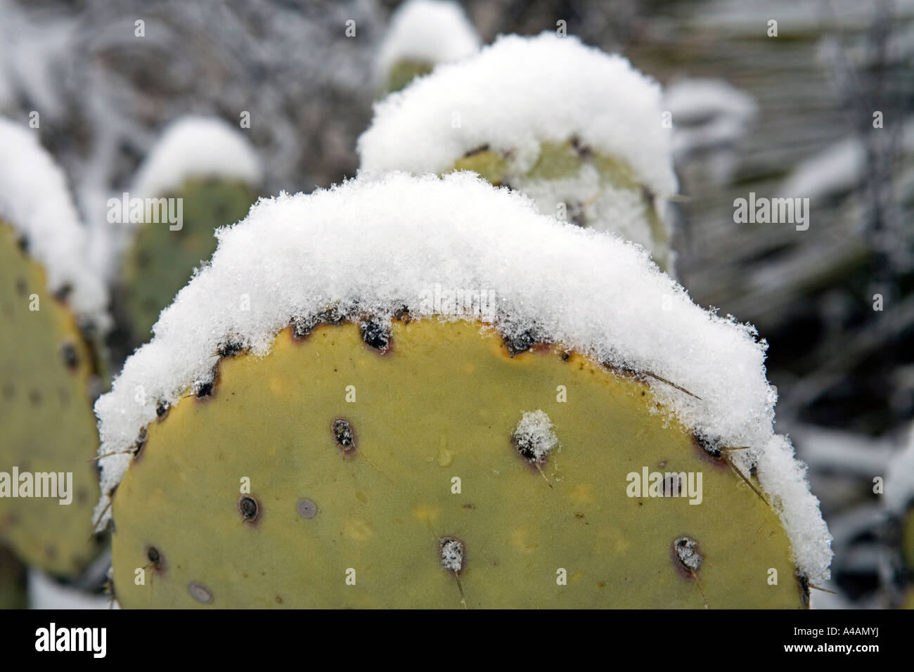 Prickly pear cactus in the snow in the Chihuanhuan Desert of New Mexico ...