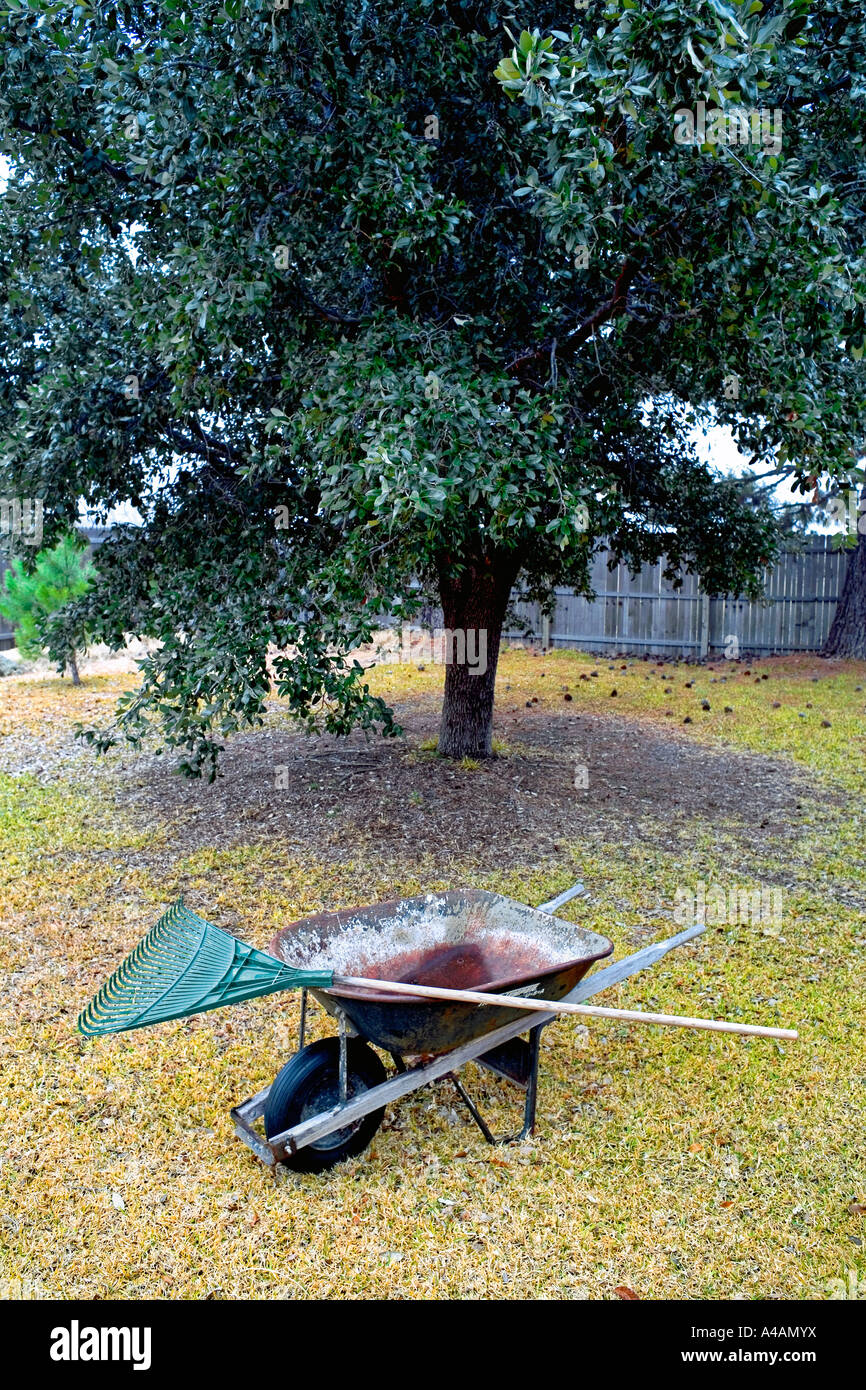 Wheelbarrow and rack in a yard near an live oak tree Stock Photo - Alamy