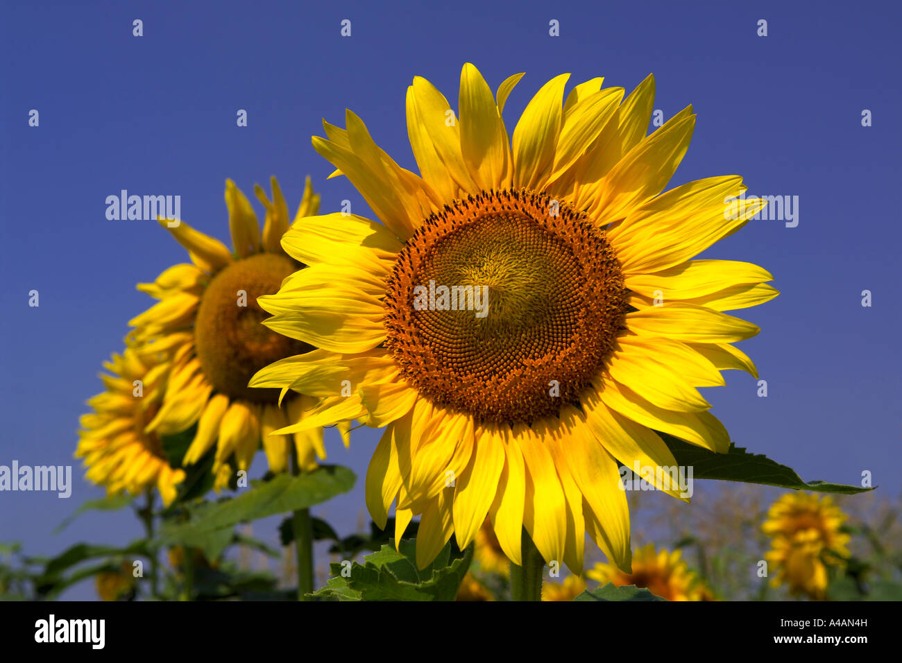 A Kansas sunflower at full bloom Stock Photo - Alamy
