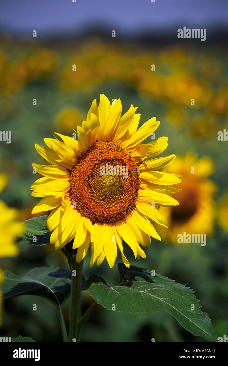 Kansas agriculture sunflower hi-res stock photography and images - Alamy