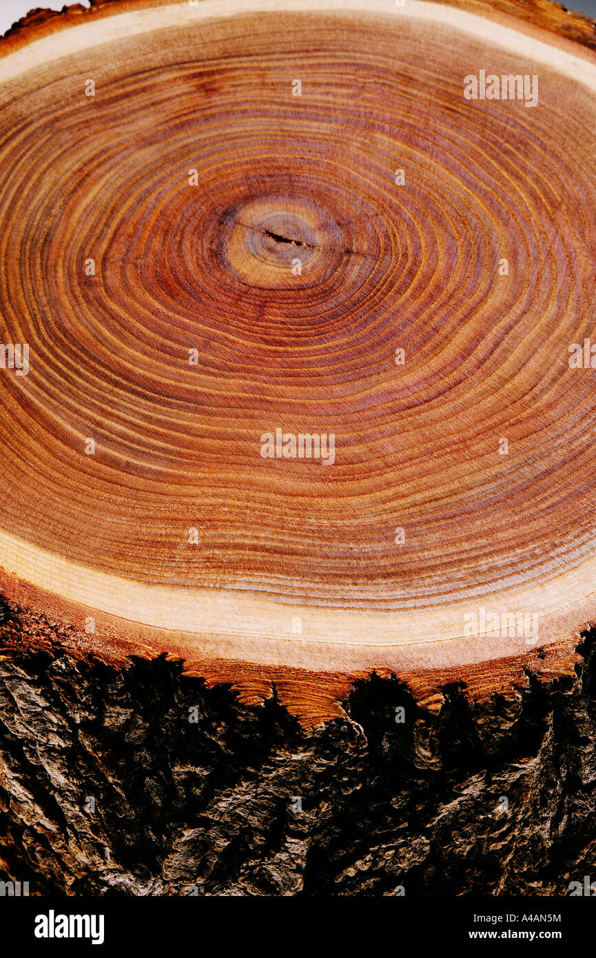Cross section of an elm tree Stock Photo - Alamy