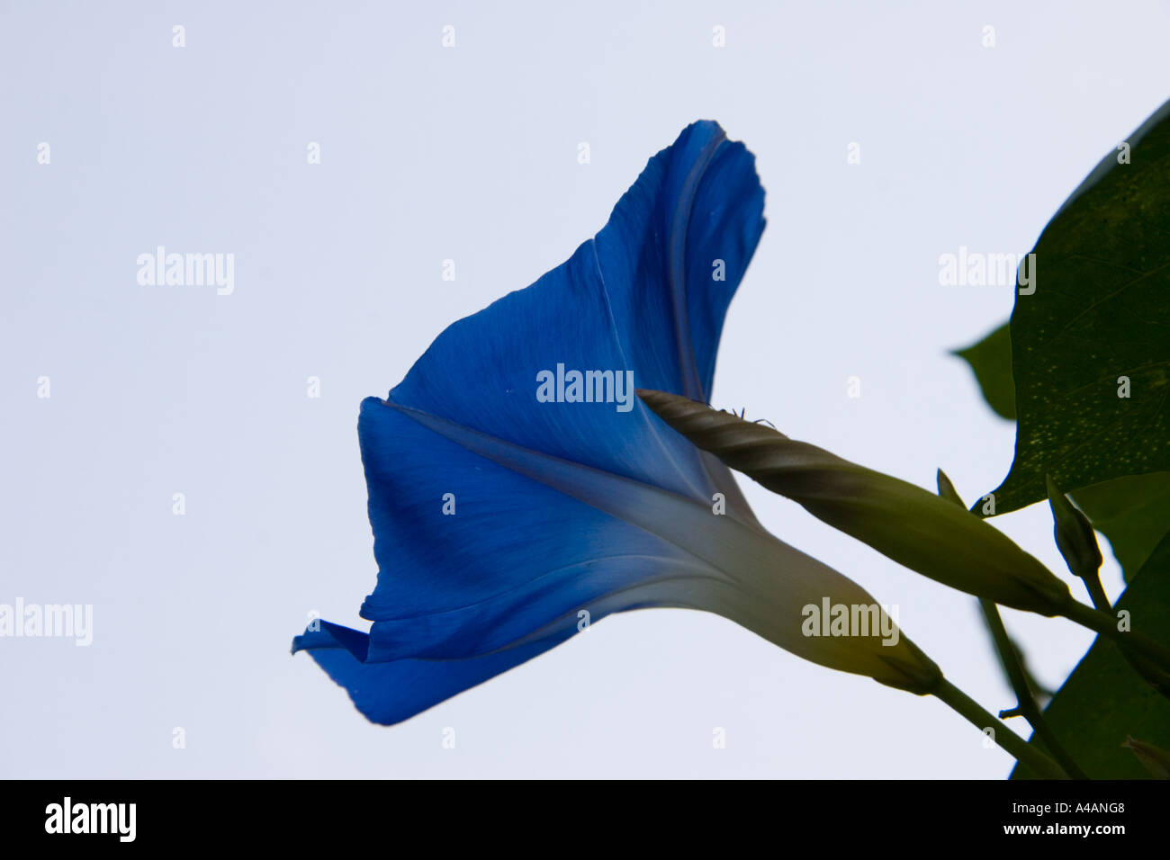 Unfurled flowers hi-res stock photography and images - Alamy