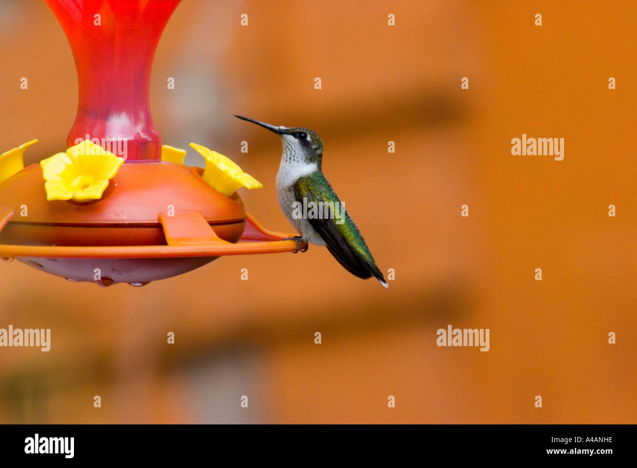 Hummingbird drinking bird feeder hi-res stock photography and images ...