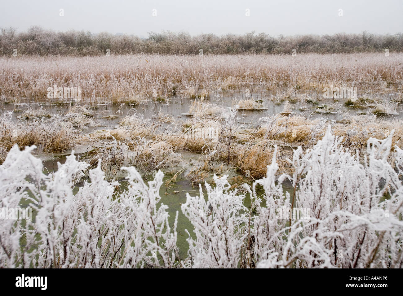 Coombe hill nature reserve hi-res stock photography and images - Alamy