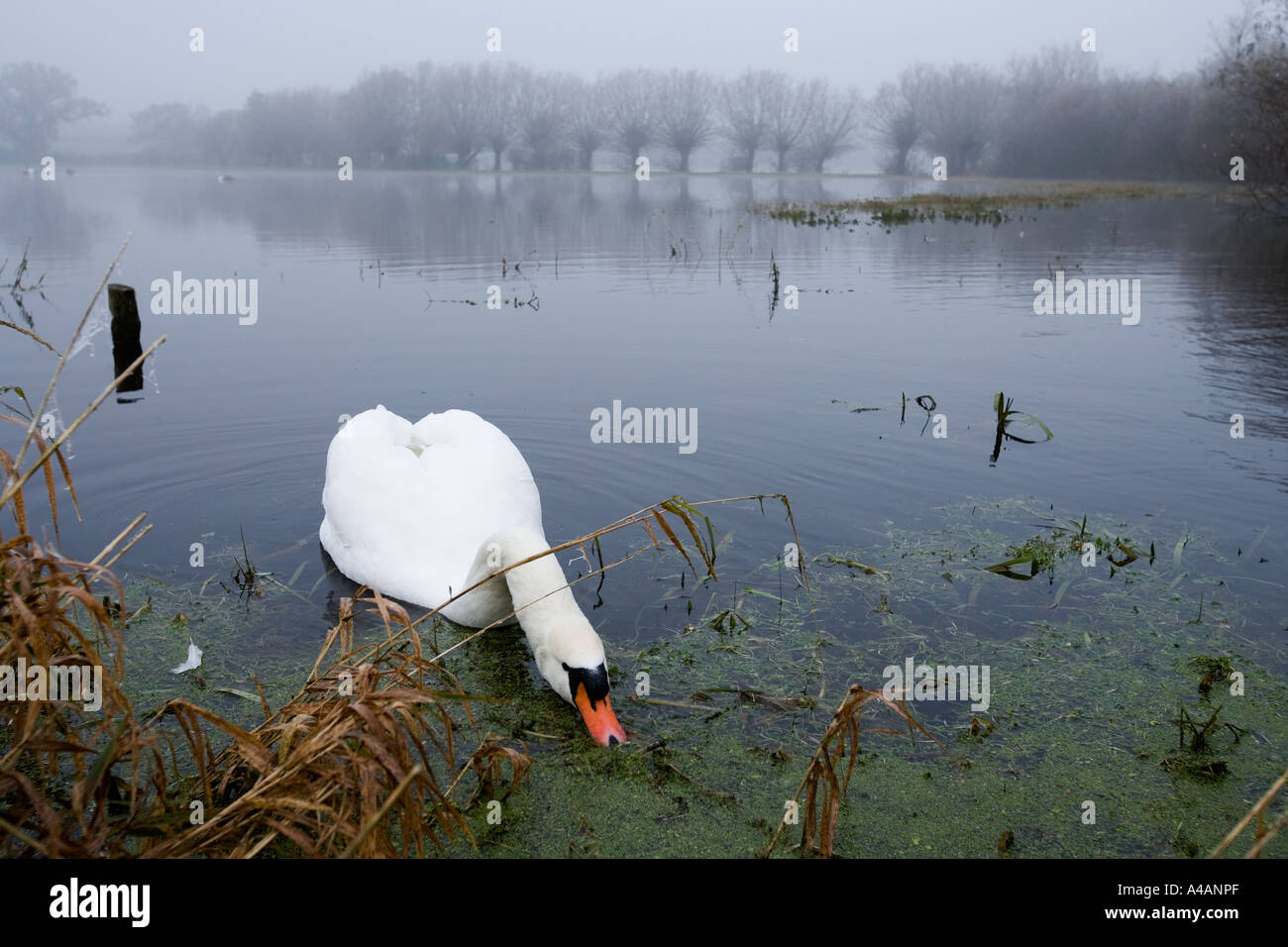 Coombe hill nature reserve hi-res stock photography and images - Alamy