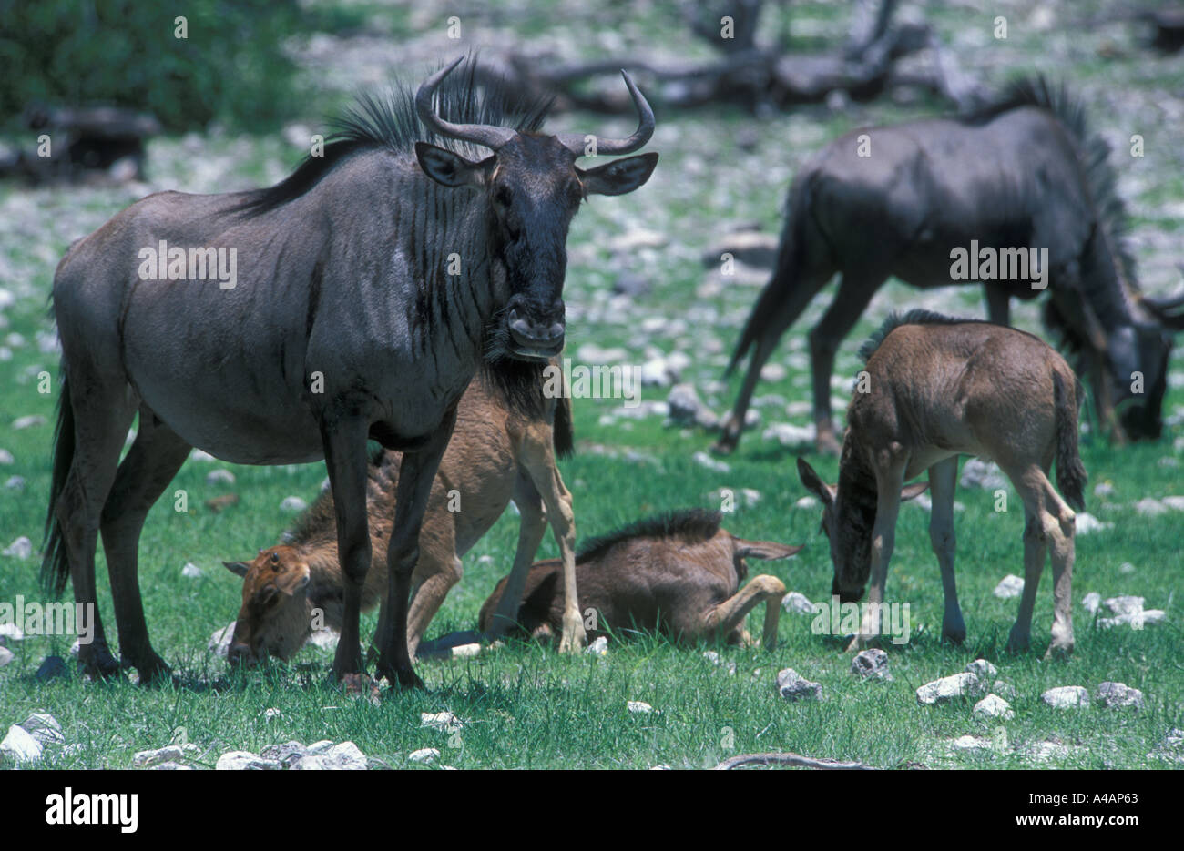 Taurimus hi-res stock photography and images - Alamy