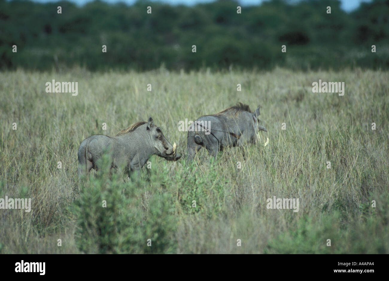 Wart Hog bores Phacochoerus aethipicus walking throuhg grass savannah ...