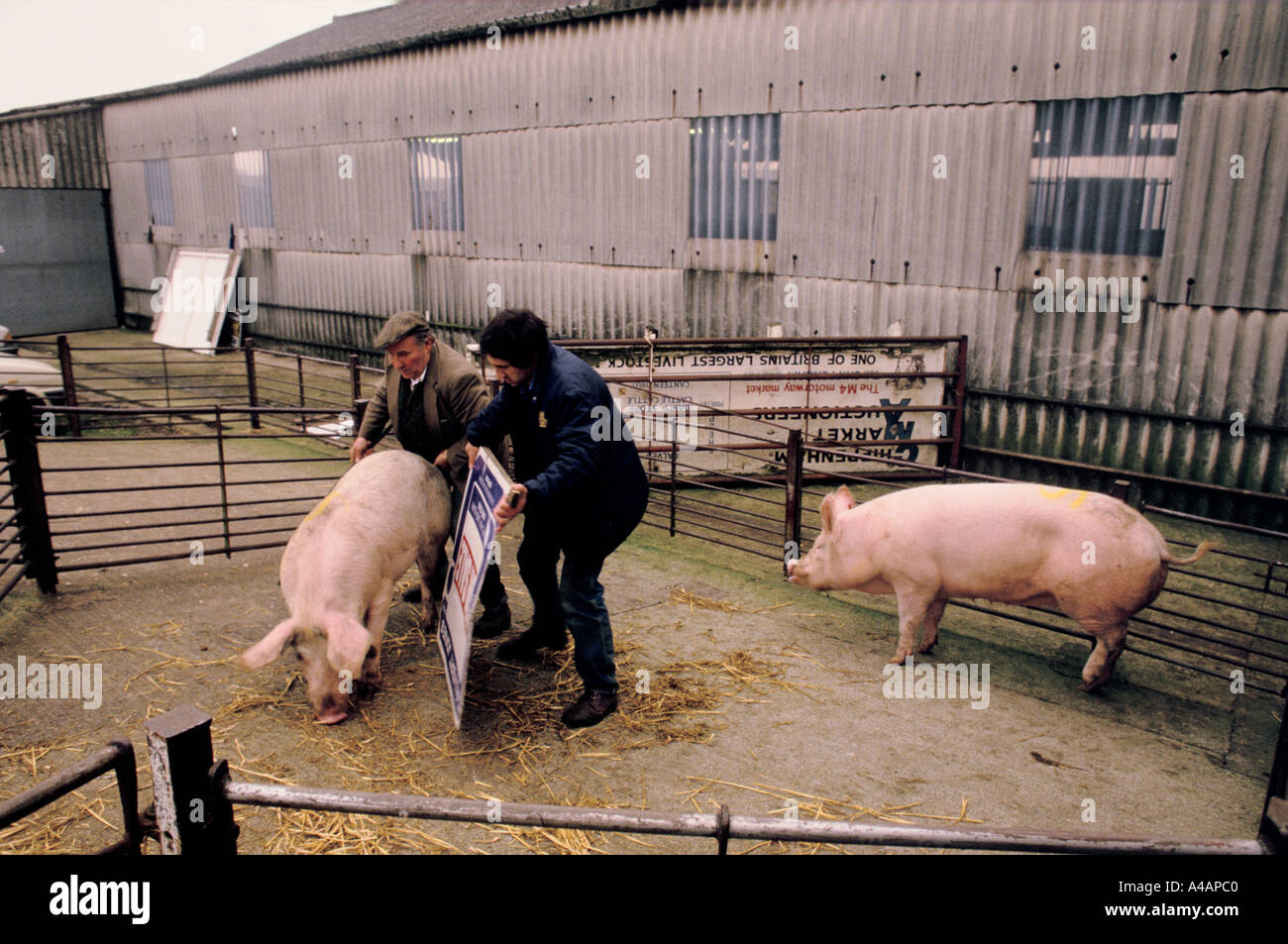 pig farmer loading pigs on trucks Stock Photo - Alamy