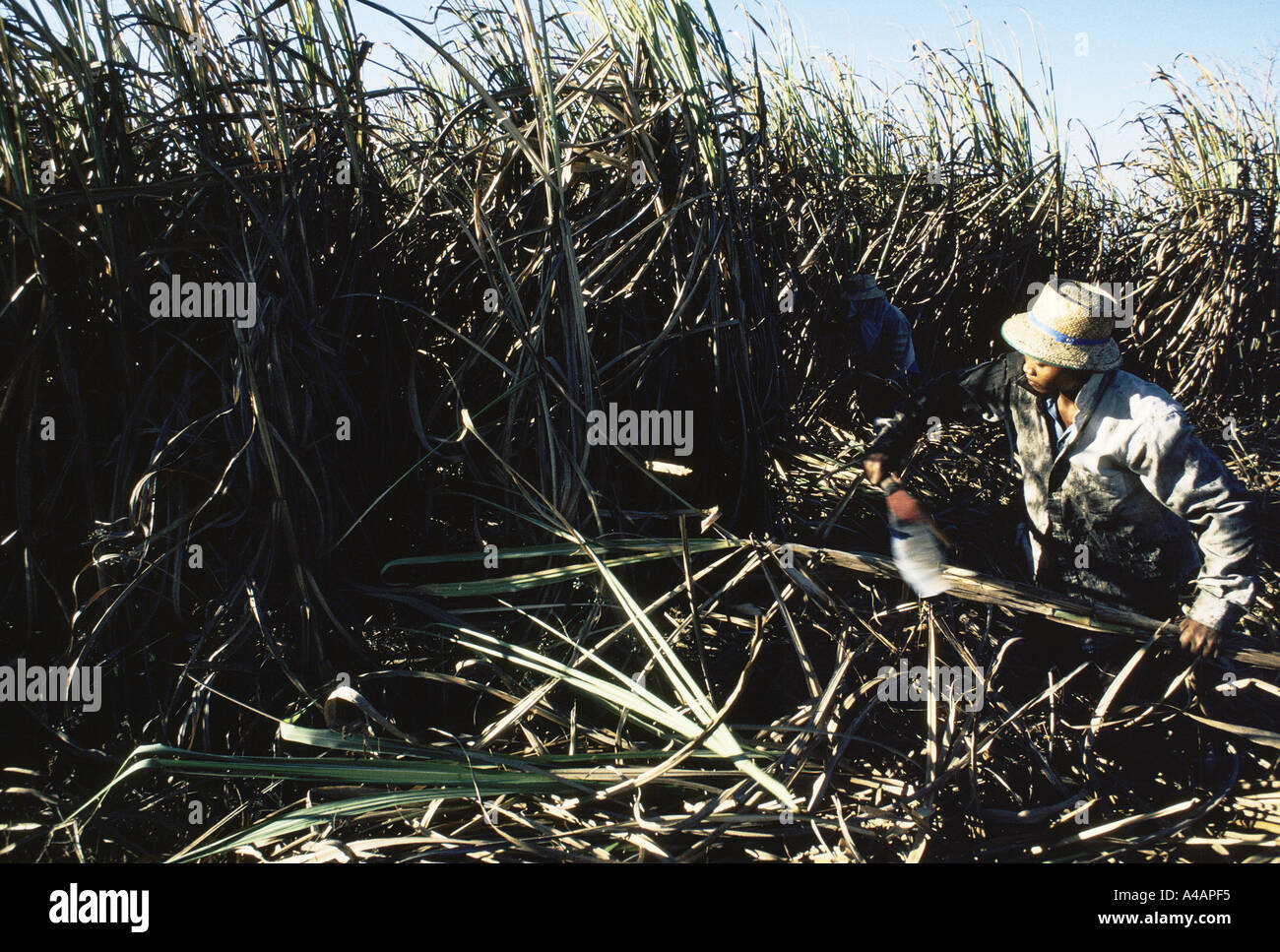 Philippines : sugar cane cutters at work on the Hacienda Luisita ...