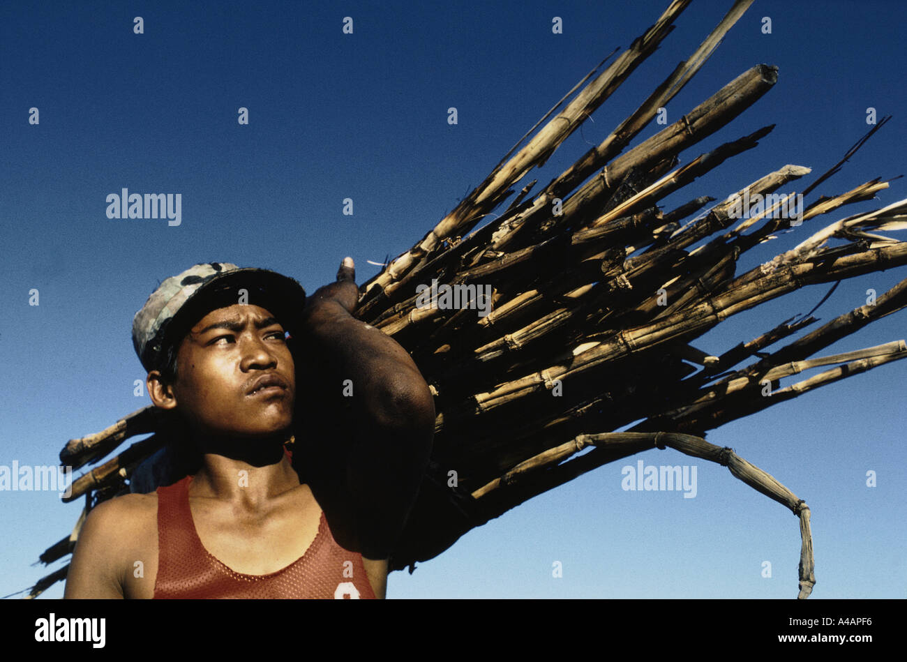Philippines : sugar cane cutters at work on the Hacienda Luisita ...