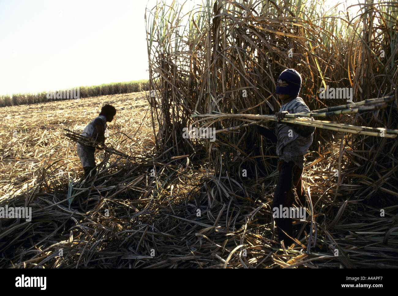 Philippines : sugar cane cutters at work on the Hacienda Luisita ...