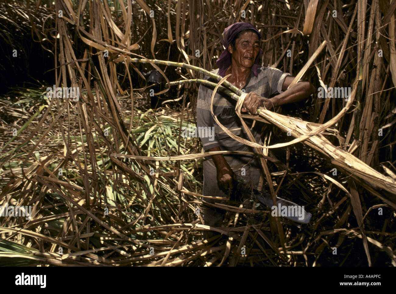 philippines sugar cane cutter working in the fields in the hacienda ...