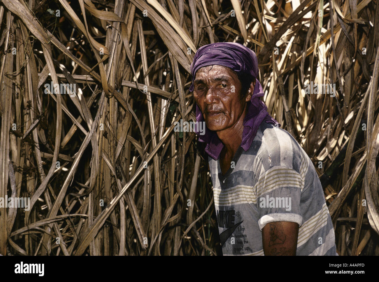 Philippines sugar cane cutter work hi-res stock photography and images ...