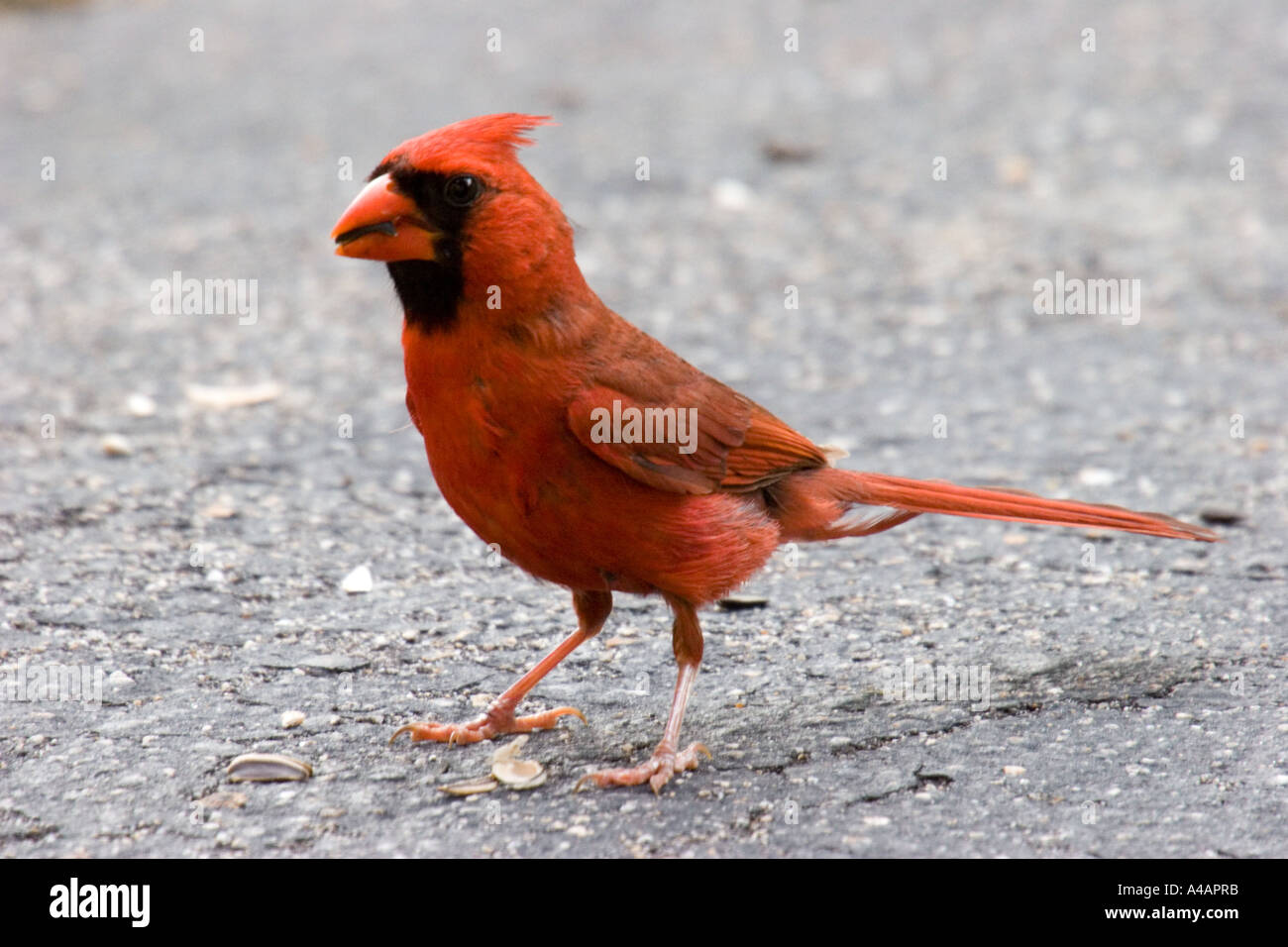 Male northern cardinal eating sunflower hi-res stock photography and ...