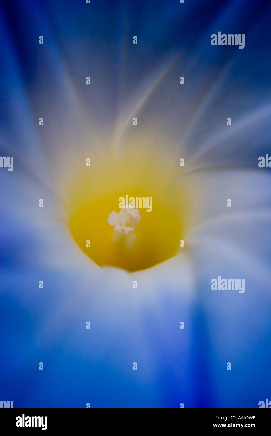 Morning glory ipomoea tricolor heavenly blue hi-res stock photography ...