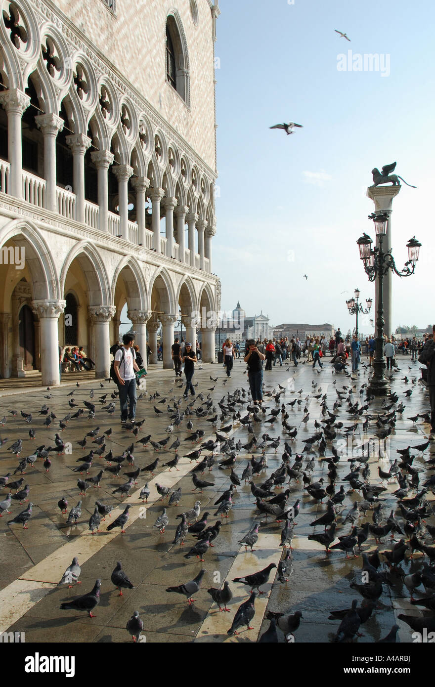 Pigeons in the Piazza San Marco in Venice with the Palazzo Ducale to ...