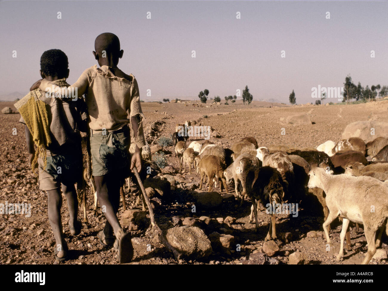 BOY SHEPERDS, WITH GOATS, 1IN THE VILLAGE, MESHAL, ERITREA, 1991 Stock Photo - Alamy