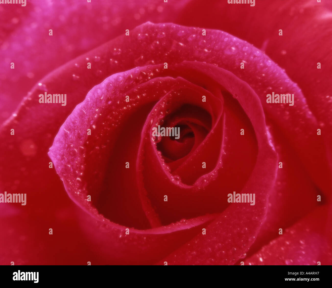 FLORA: English Red Rose Stock Photo - Alamy