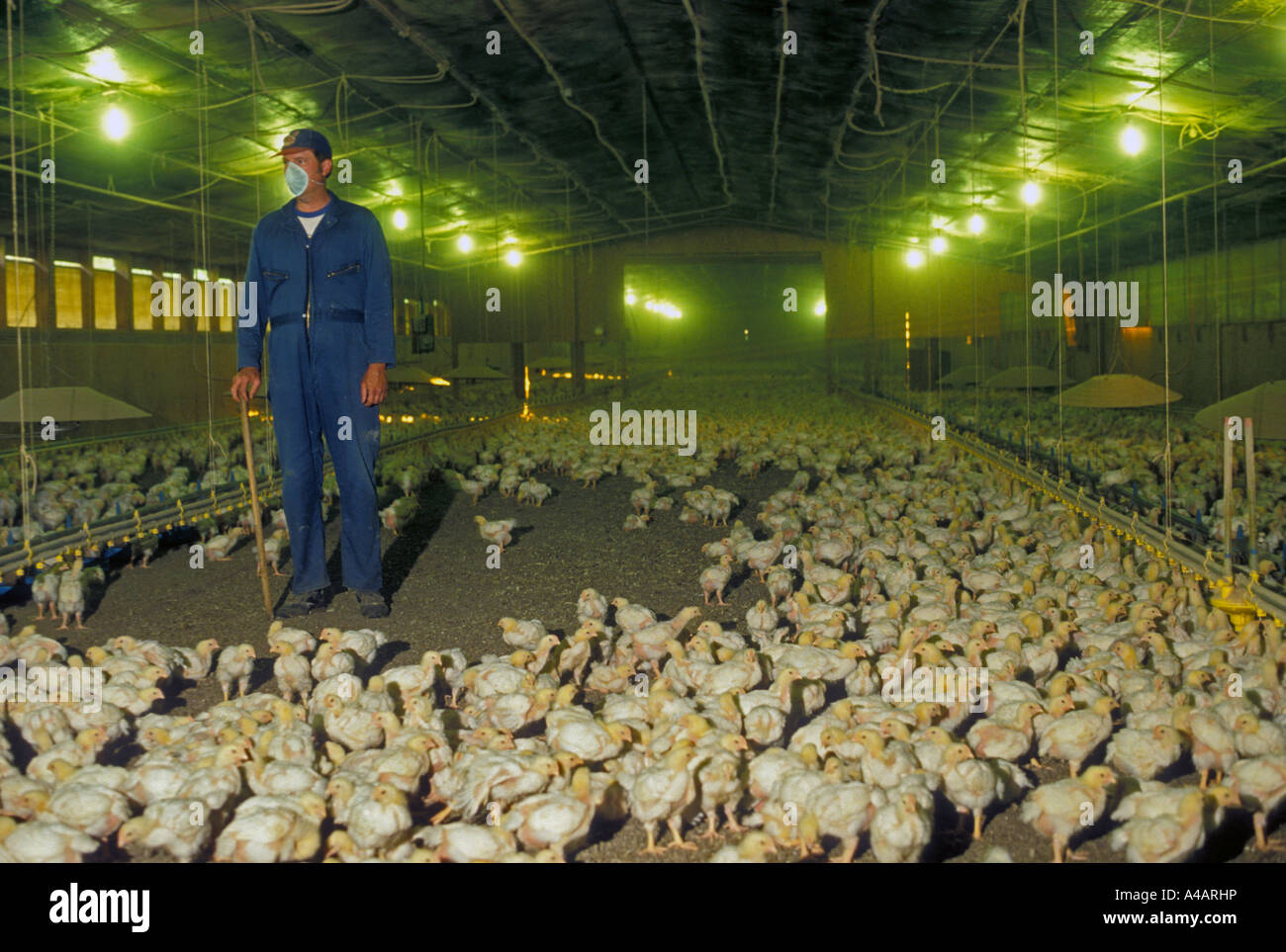 Poultry farm united states hi-res stock photography and images - Alamy