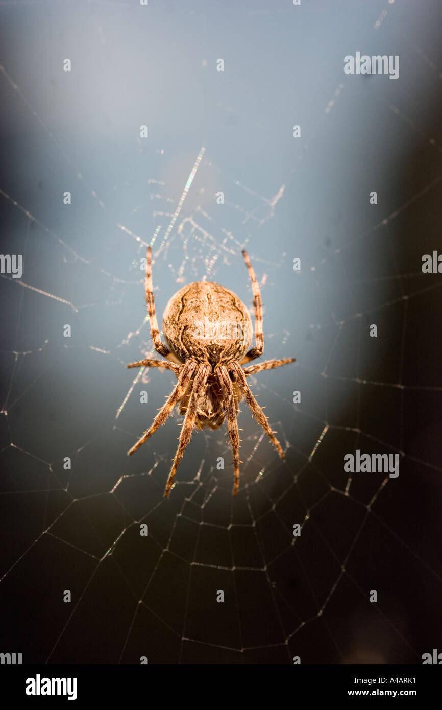 Araneus Cavaticus