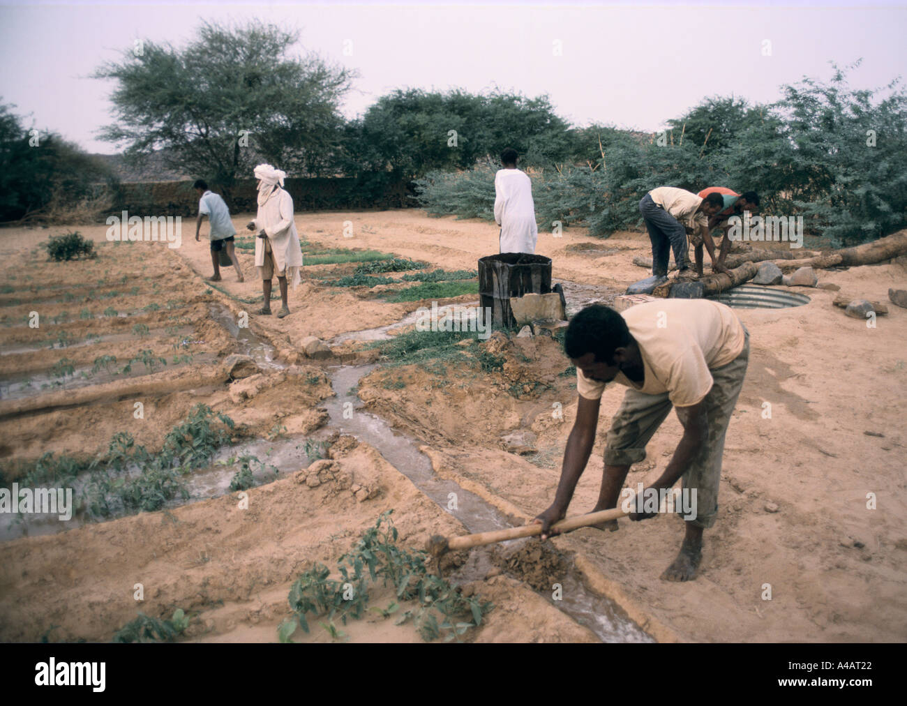 mali fago irrigation scheme Stock Photo - Alamy