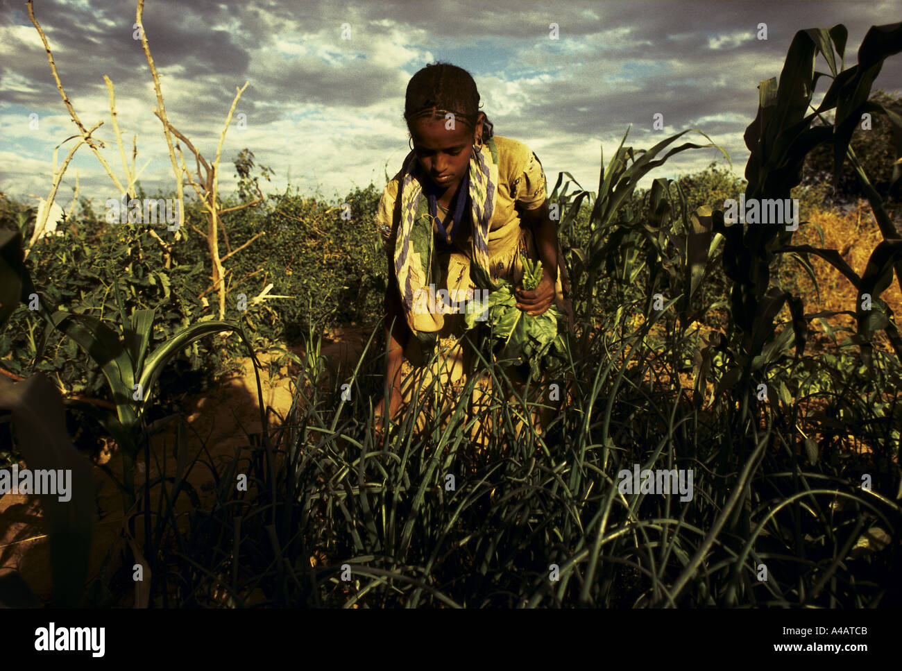 agriculture in tigray ethiopa Stock Photo - Alamy