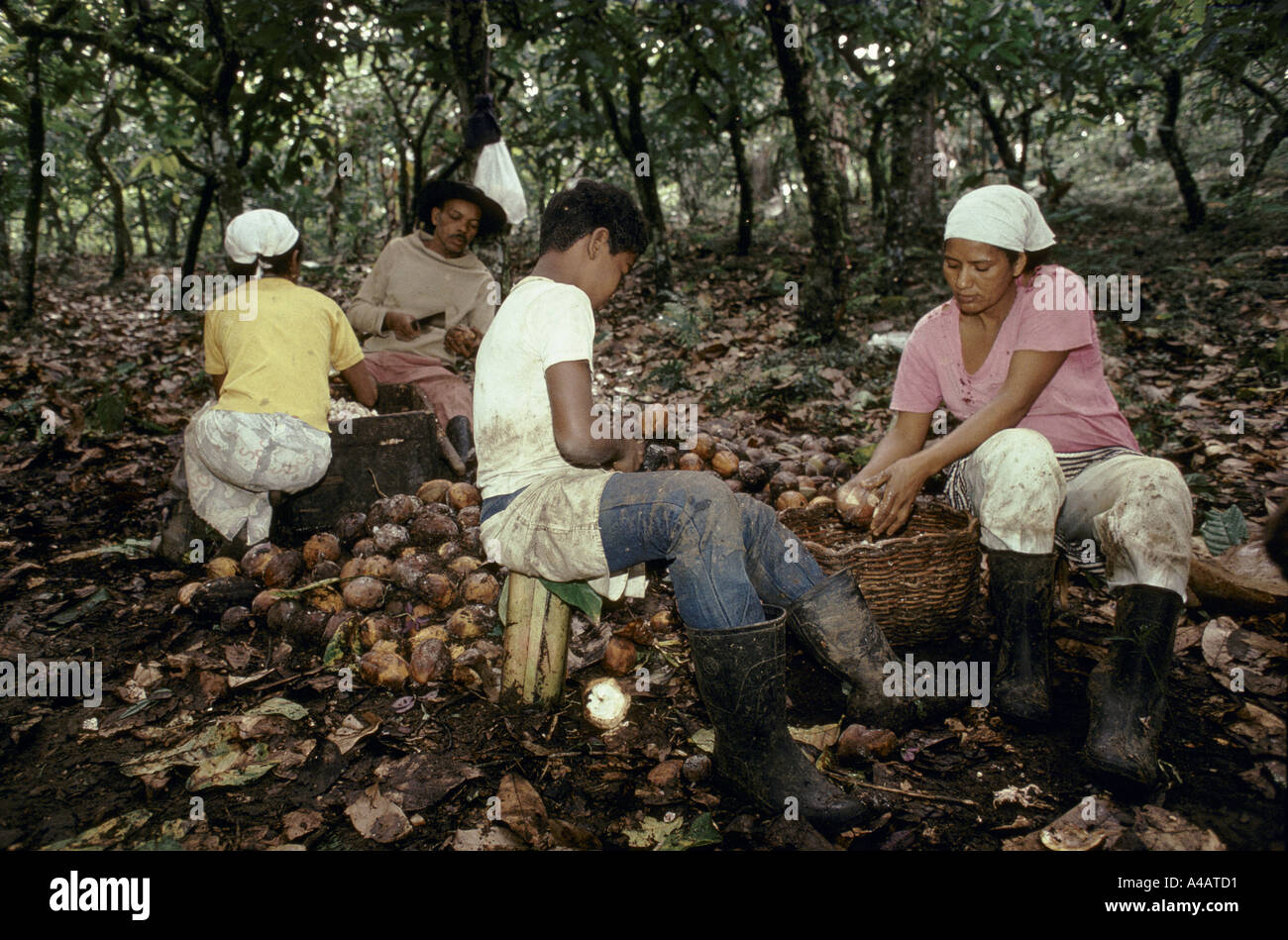 A family shells cocoa pods for the cocoa nuts on a cocoa plantation ...