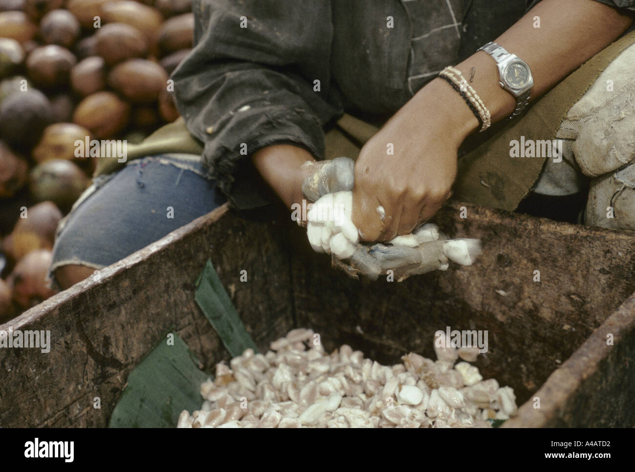 A family shells cocoa pods for the cocoa nuts on a cocoa plantation ...