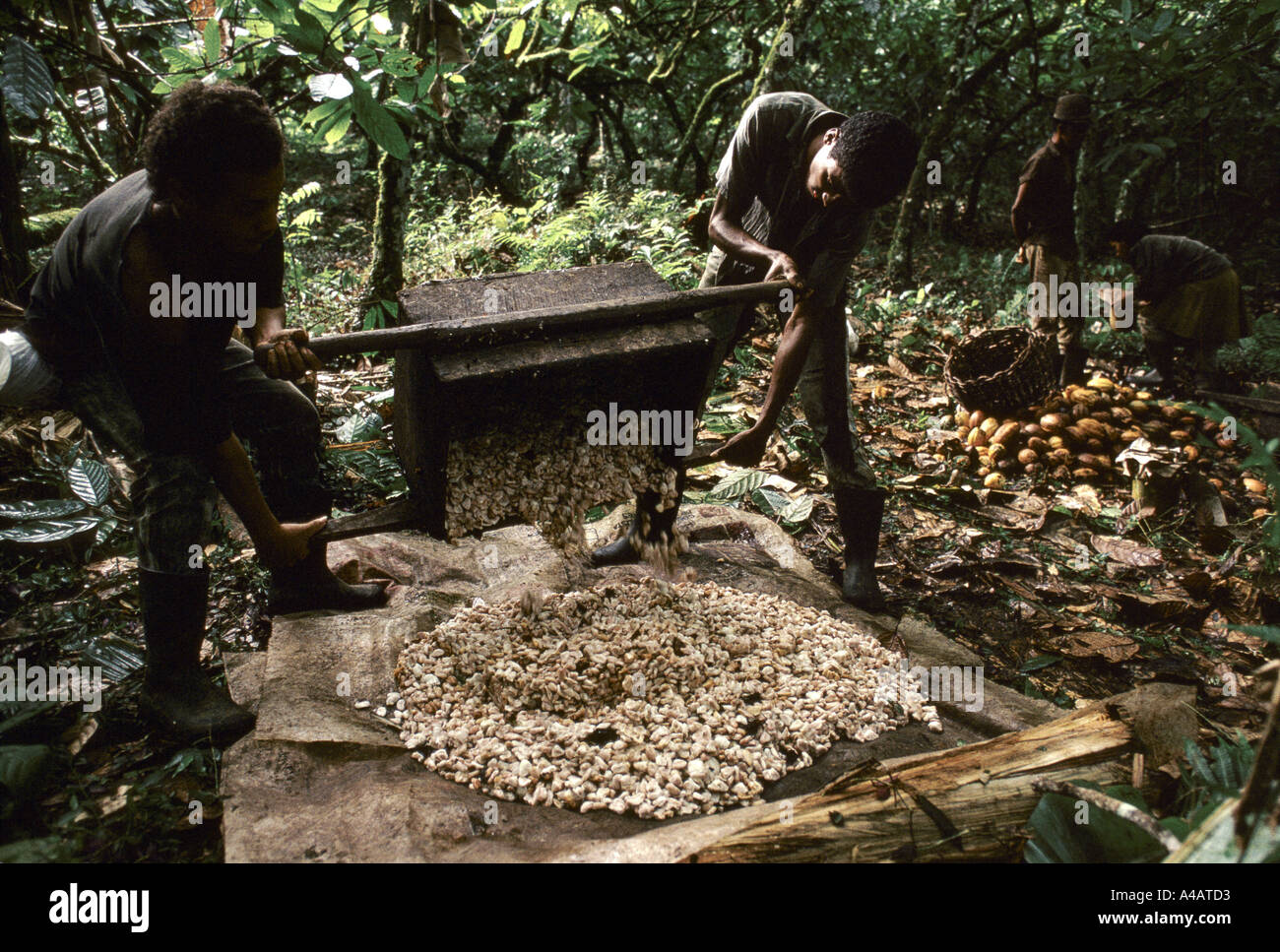 A family shells cocoa pods for the cocoa nuts on a cocoa plantation ...