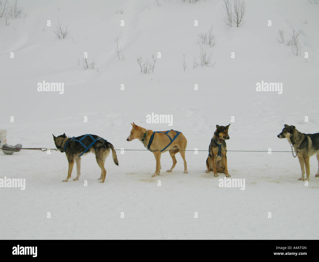 Sledging dogs in Banff, Canada Stock Photo - Alamy