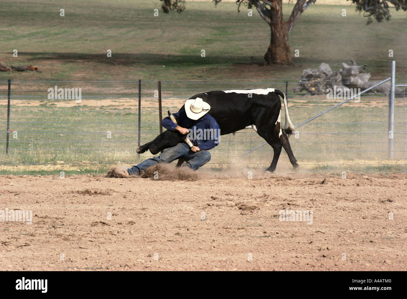 Bulldogging High Resolution Stock Photography and Images - Alamy