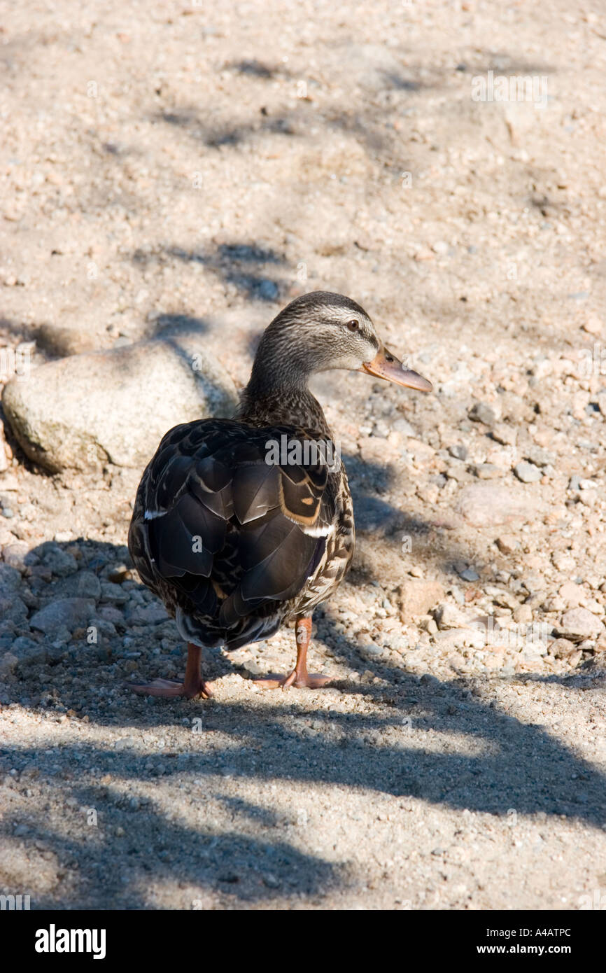 Duck waddling along a shoreline Stock Photo - Alamy