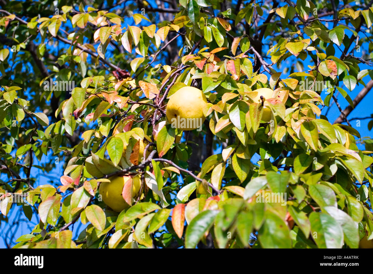 Asian Pear (Pyrus pyrifolia), Japan, Asia Stock Photo - Alamy