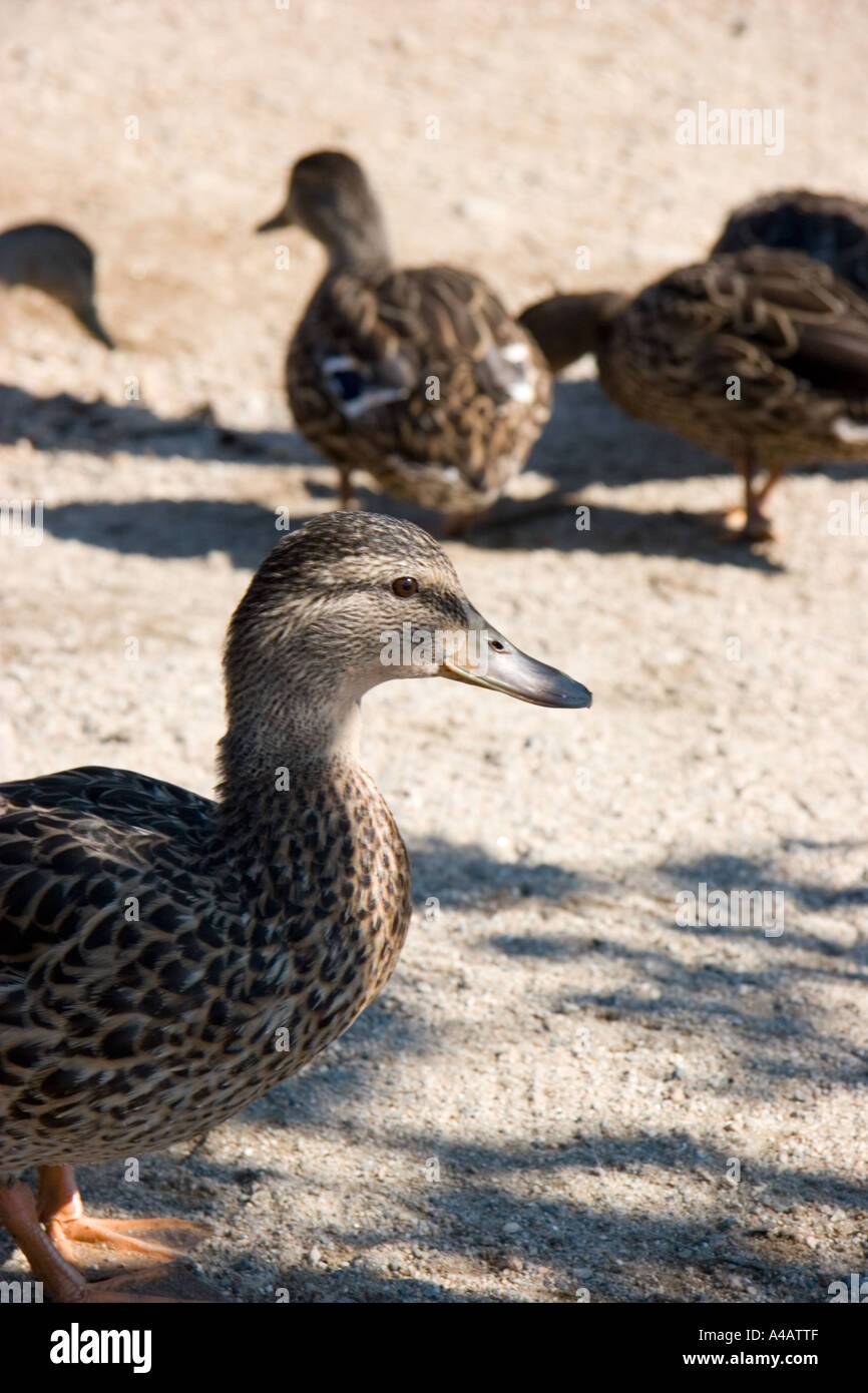 Ducks foraging for food along the shore Stock Photo - Alamy