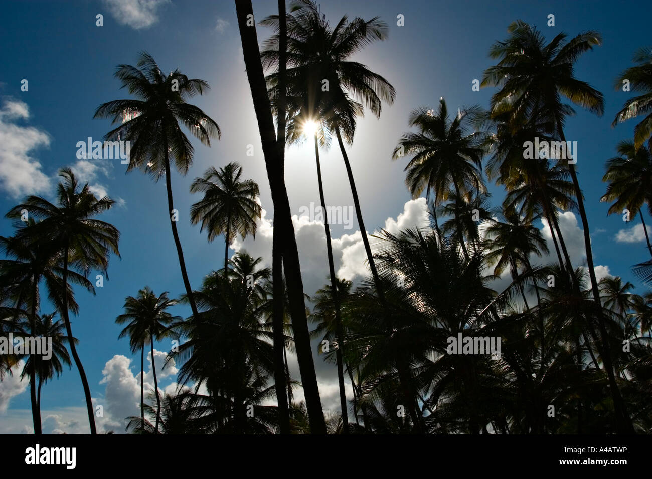 Palm trees on sky hi-res stock photography and images - Alamy
