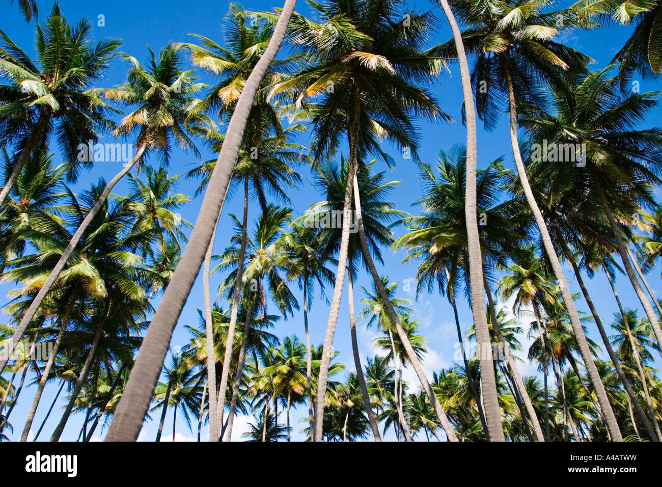 Manzanilla Bay Palm trees, Trinidad, Trinidad and Tobago, Caribbean ...