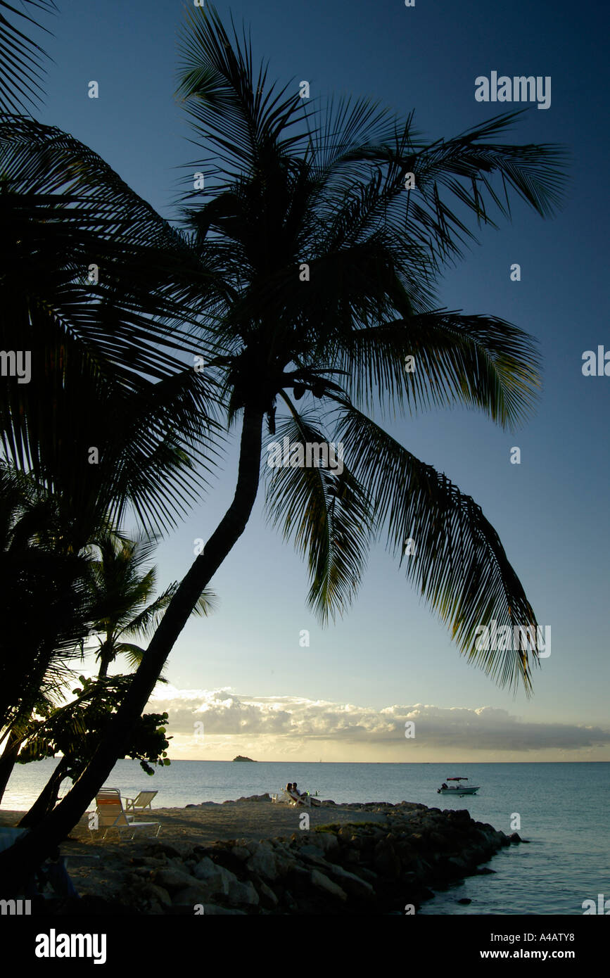 Palm Trees Antigua Caribbean West Indies Stock Photo - Alamy