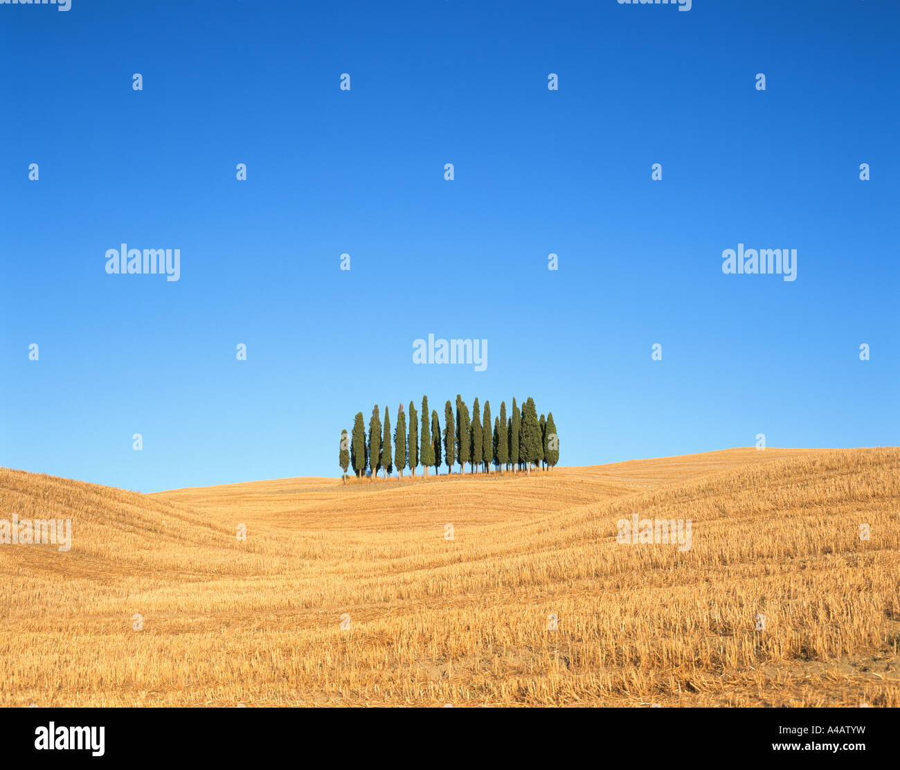 Lombardy italy poplar trees hi-res stock photography and images - Alamy