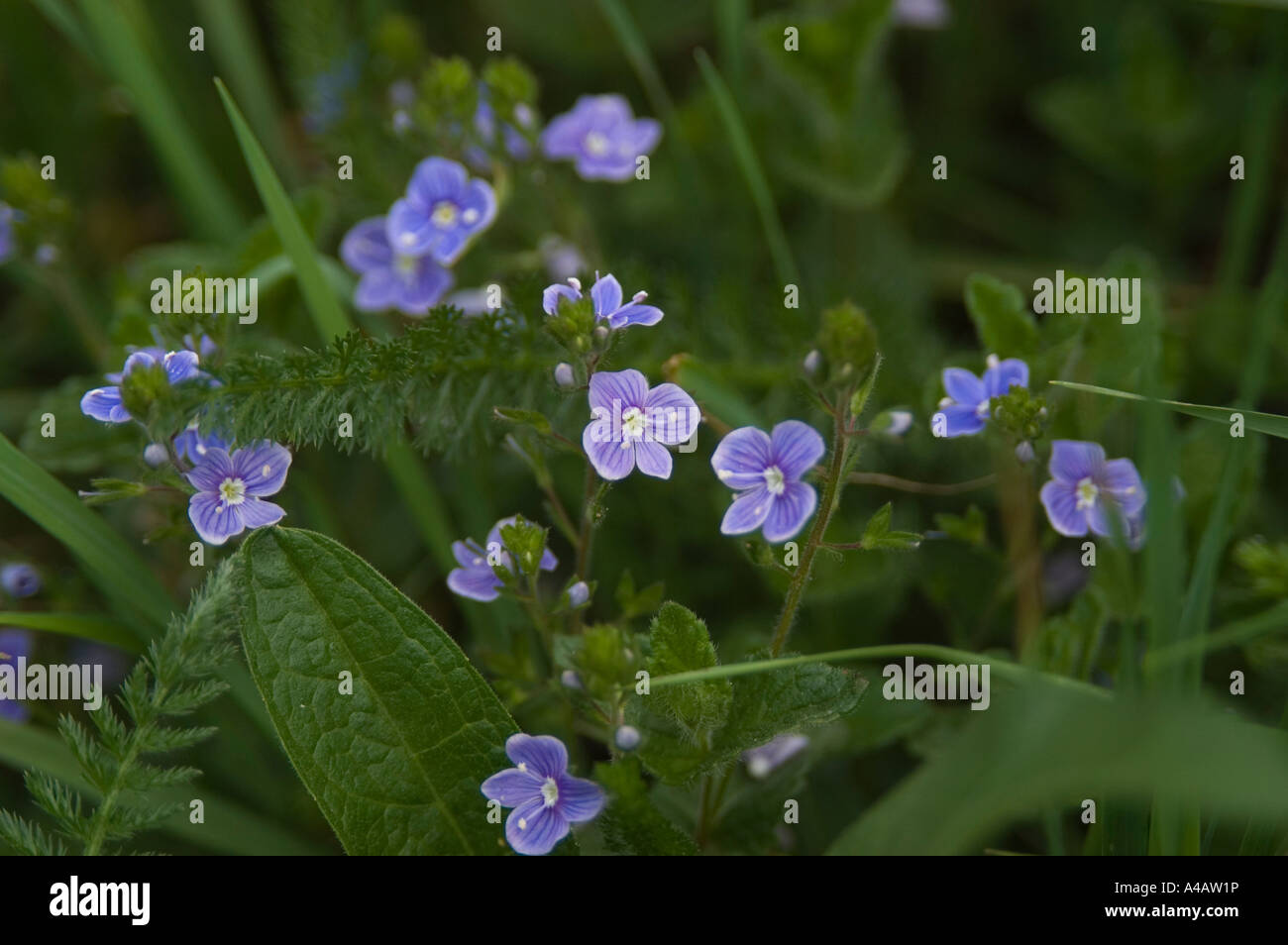 Speedwell sp Veronica sp Auvergne Centrale Massif France May 2003 Stock ...