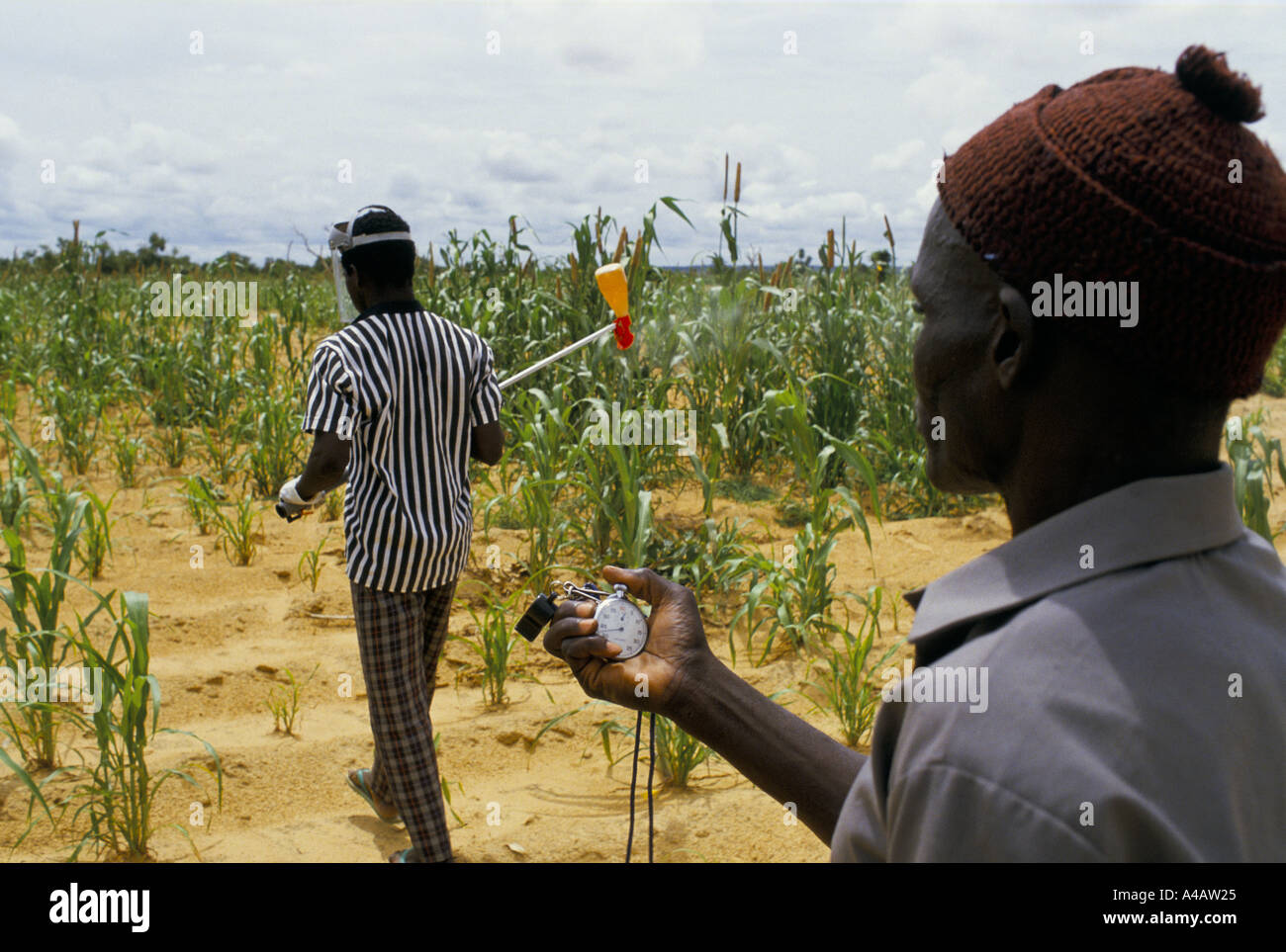 Mali crops hi-res stock photography and images - Alamy