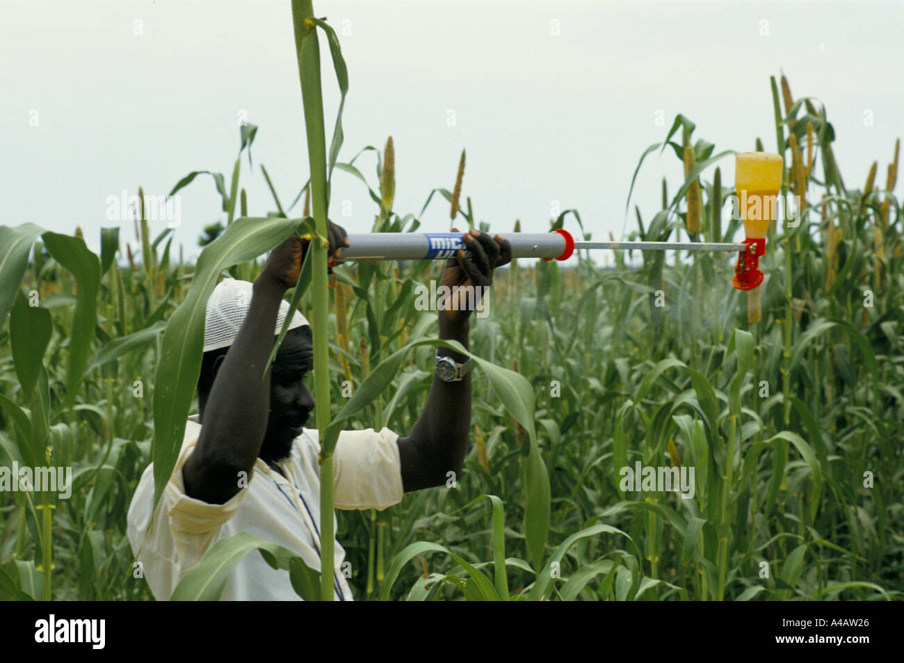 Mali crops hi-res stock photography and images - Alamy