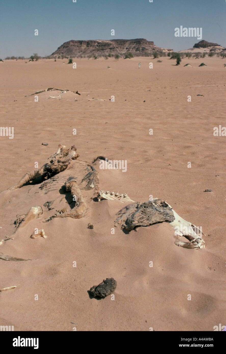 Bones in desert hi-res stock photography and images - Alamy