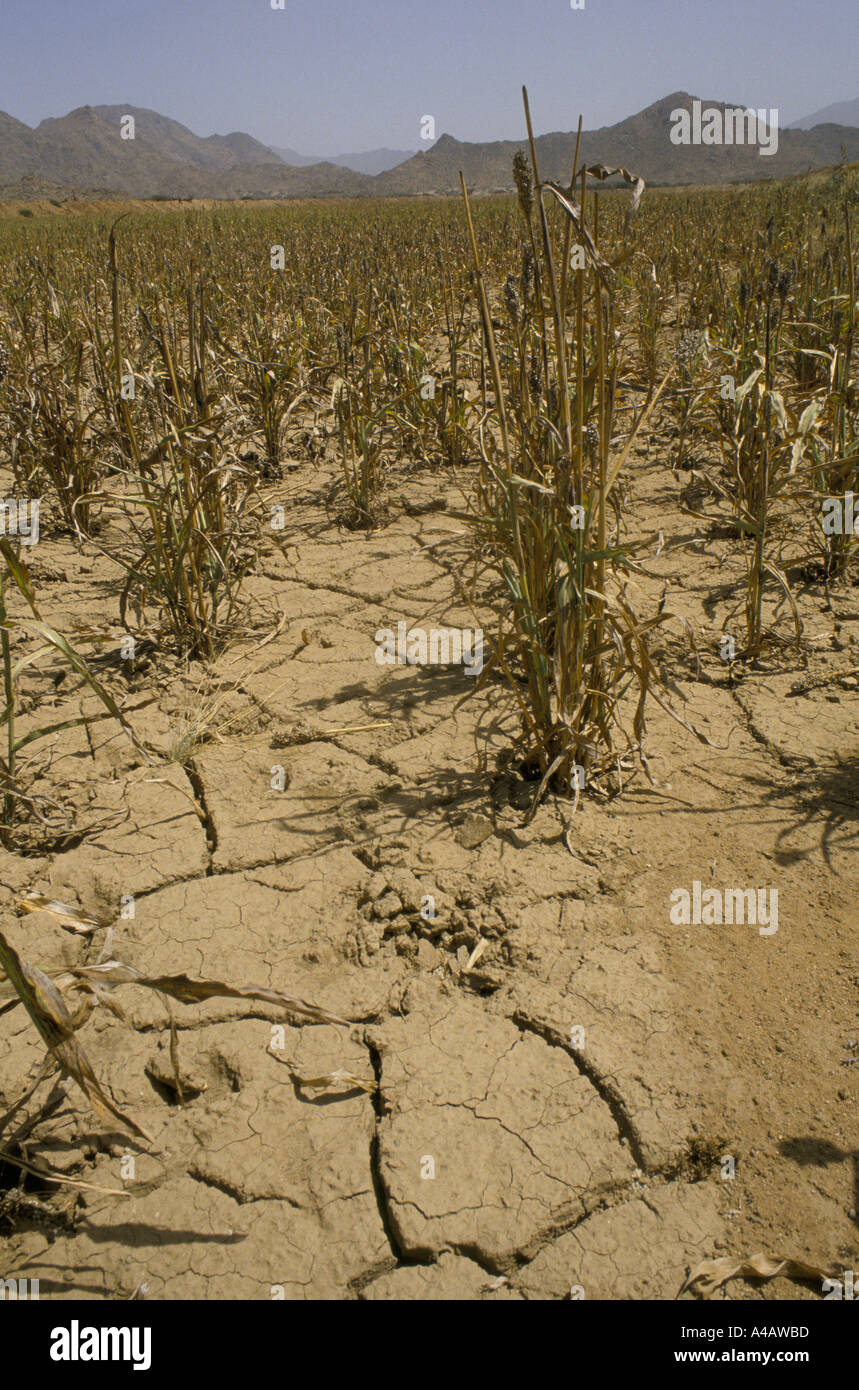 dead crops on dried cracked ground in sorghum eritrea cameroon Stock ...