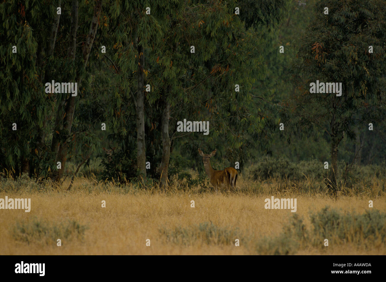 Spanish reserve nature hi-res stock photography and images - Alamy