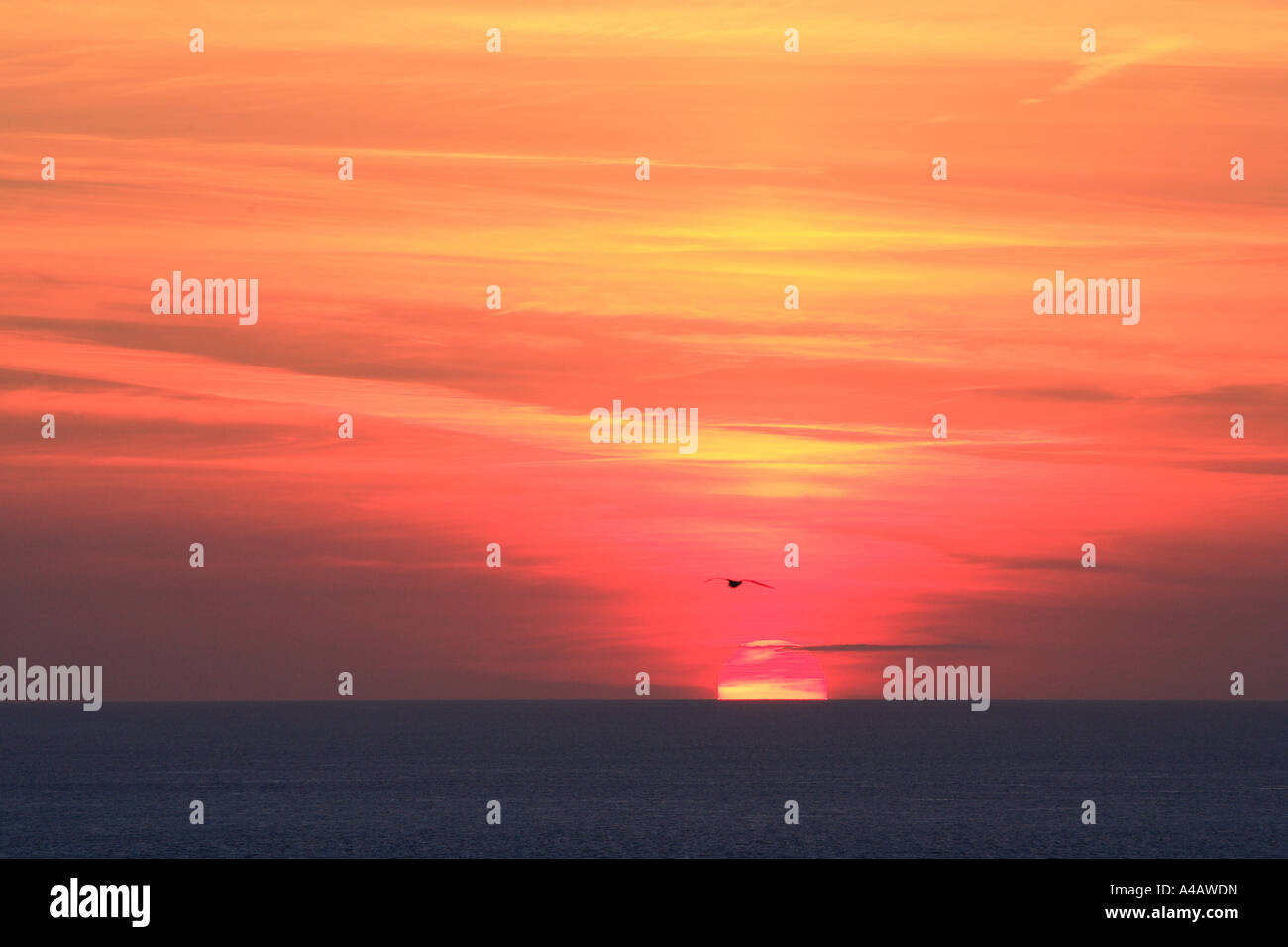 Atlantic Sunset with Gull Stock Photo - Alamy