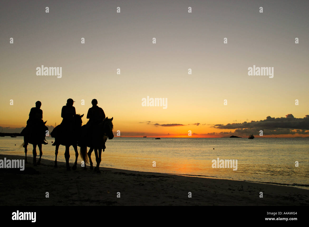 Antigua beach horse hi-res stock photography and images - Alamy