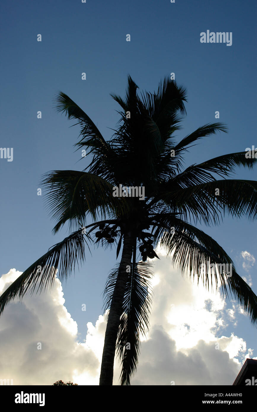 Mikekiplingcom tree hi-res stock photography and images - Alamy