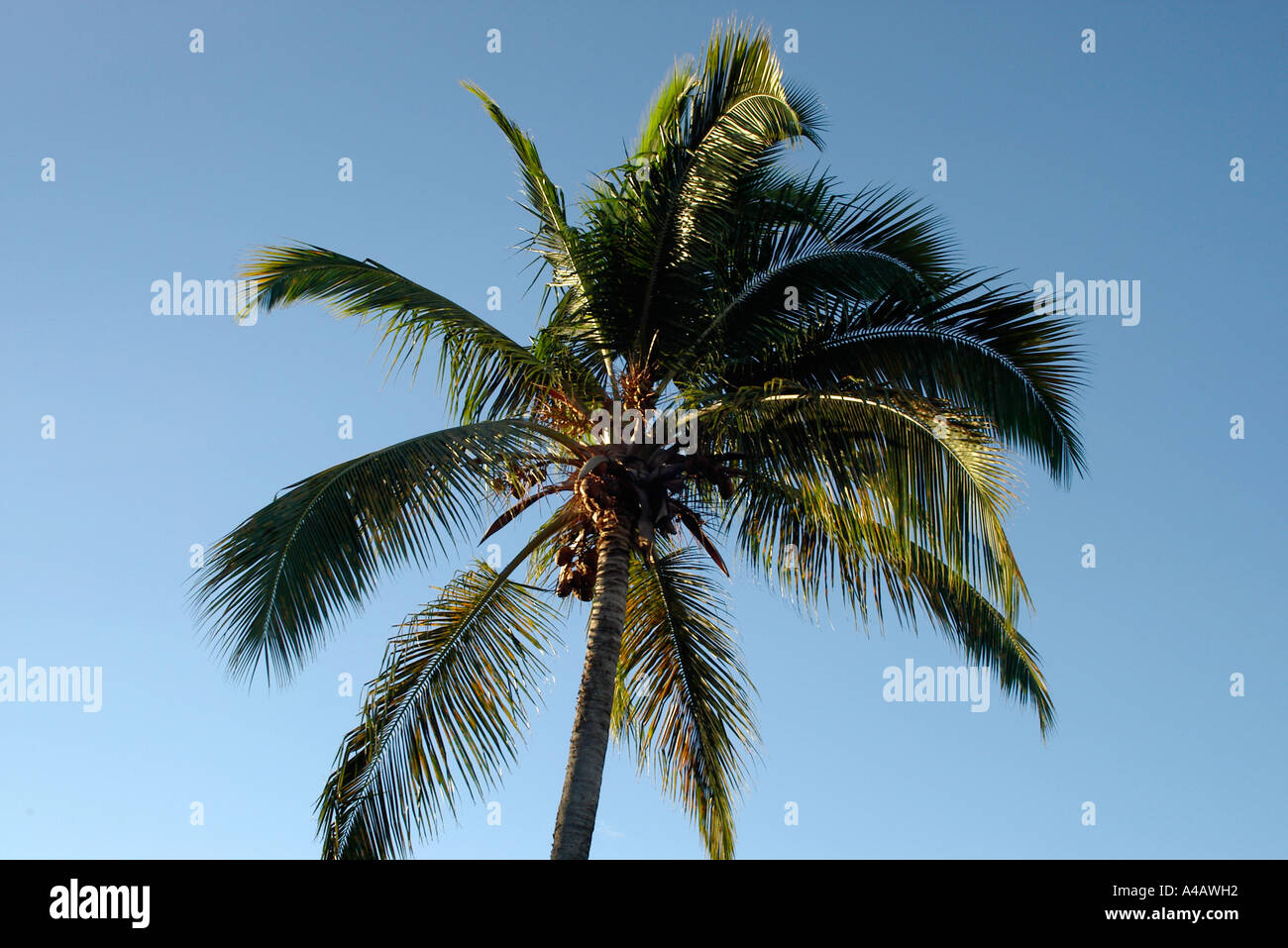 Mikekiplingcom tree hi-res stock photography and images - Alamy
