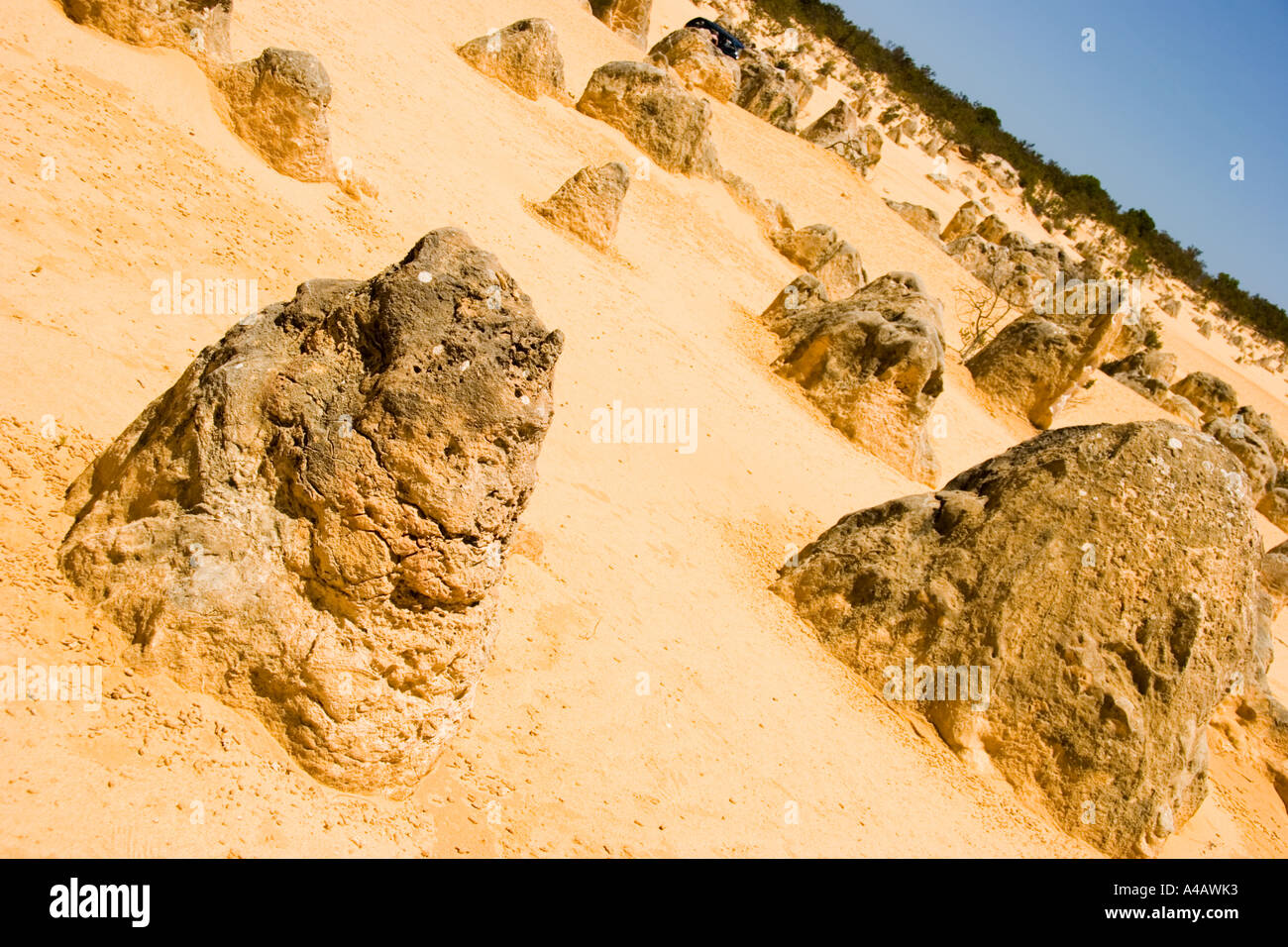 fossillised trees in pinnacles desert in western australia (near perth ...